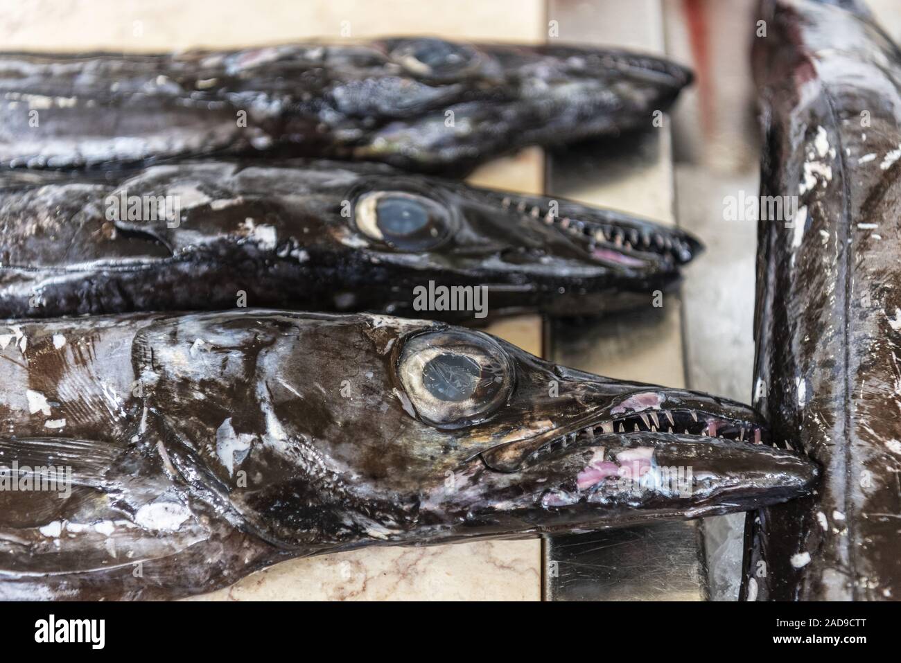Black scabbardfish hi-res stock photography and images - Alamy