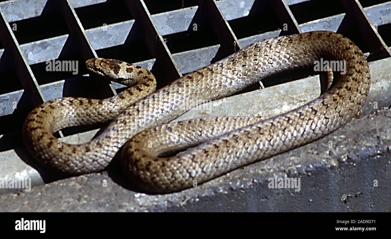 Smooth Snake is basking Stock Photo - Alamy