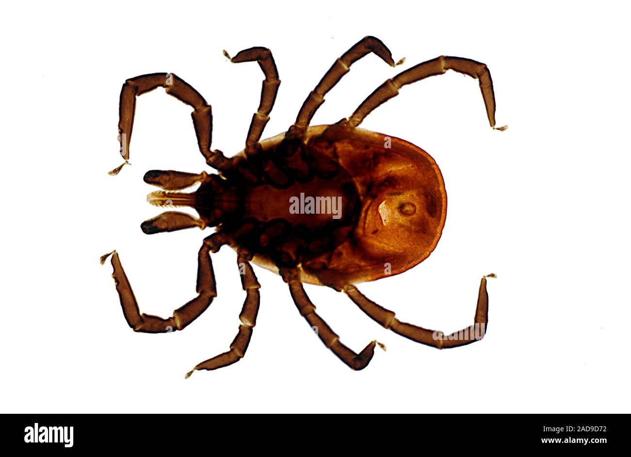 Parasites microscope Cut Out Stock Images & Pictures - Alamy