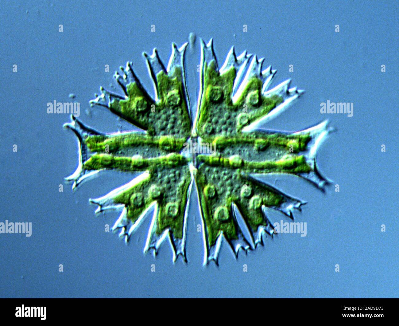 Green Algae Microscope Stock Photos & Green Algae Microscope Stock ...