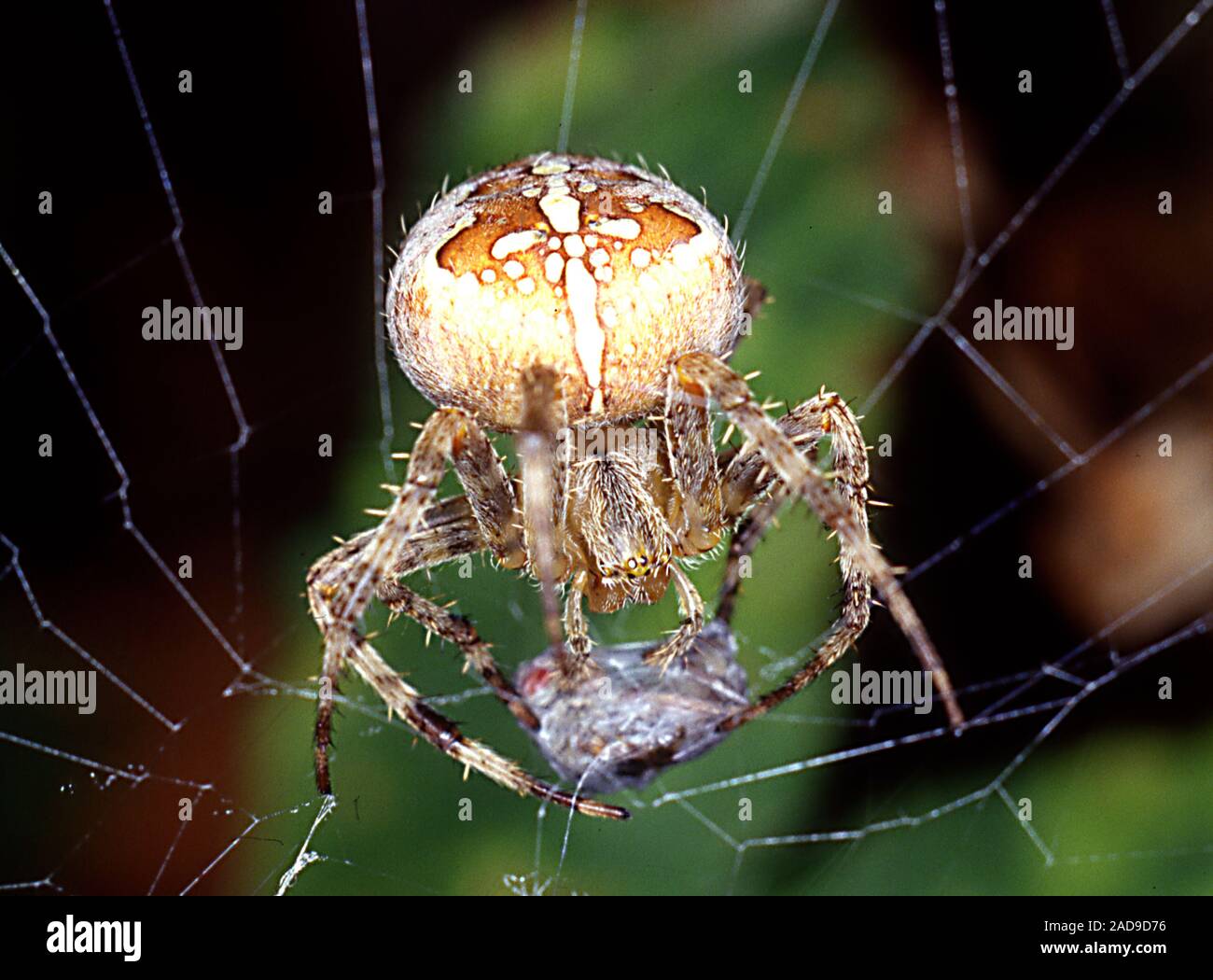 Garden spider with prey in the net Stock Photo - Alamy