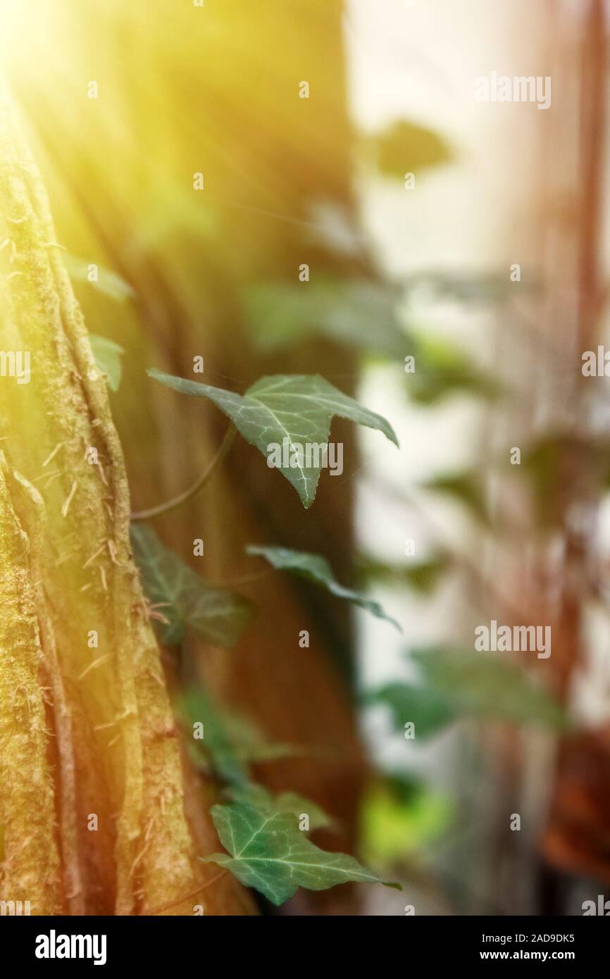 Deciduous forest entwined with ivy Stock Photo - Alamy