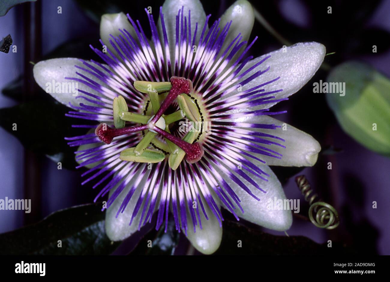 Passion flower with flowers Stock Photo - Alamy