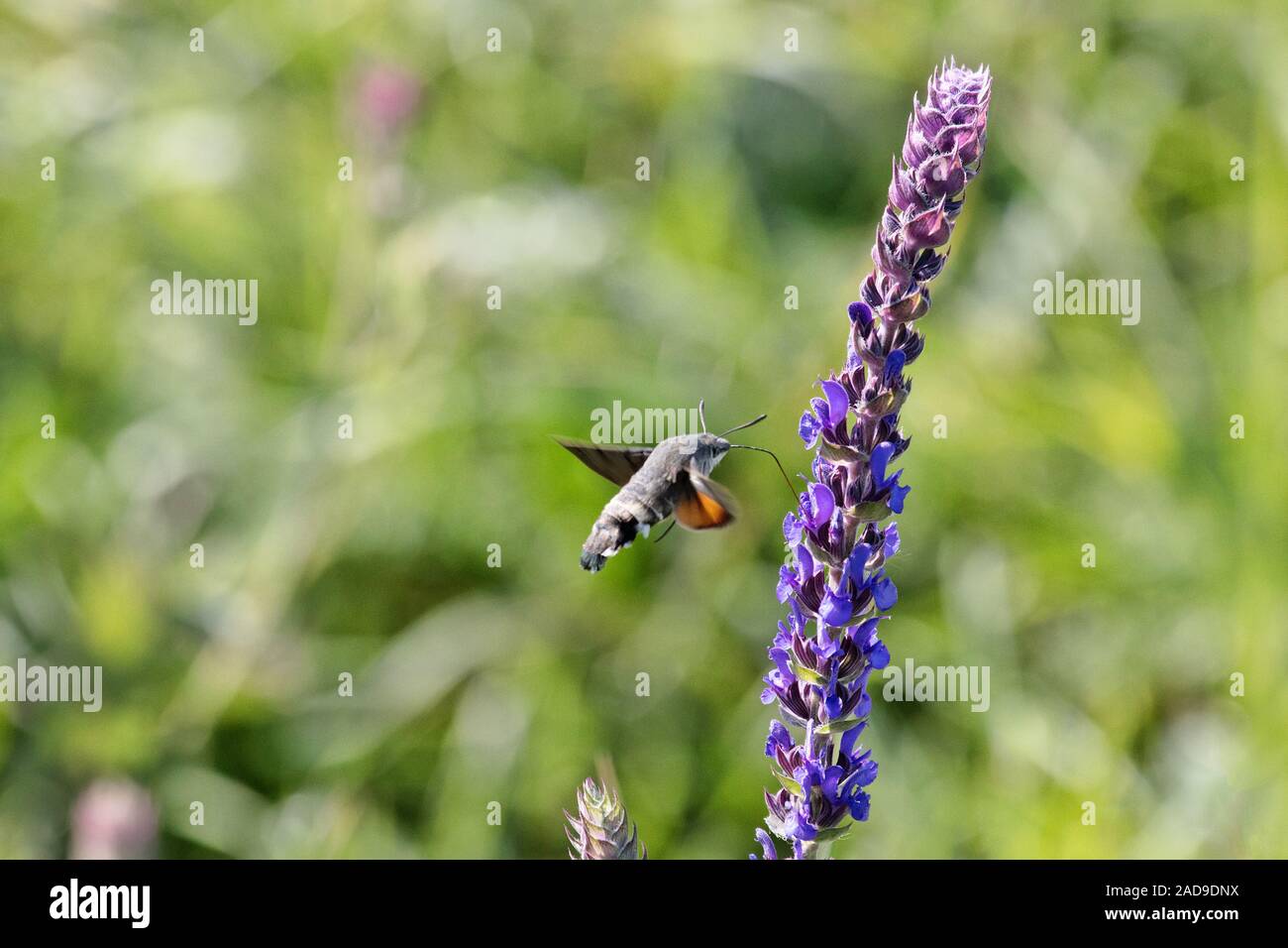butterfly like Hummingbird, Northern Hummingbird Stock Photo - Alamy