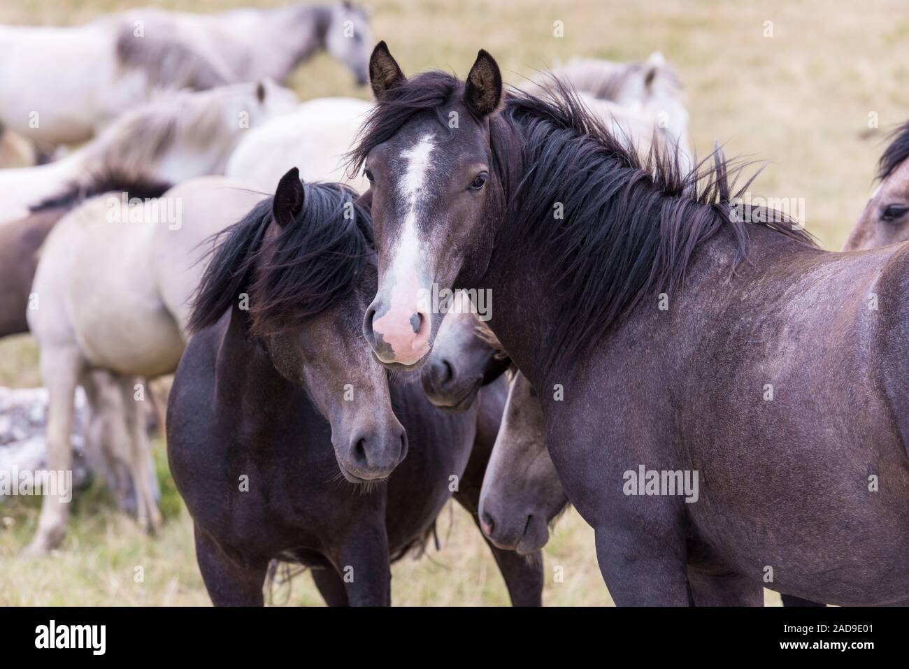 portrait of beautiful wild horses Stock Photo - Alamy