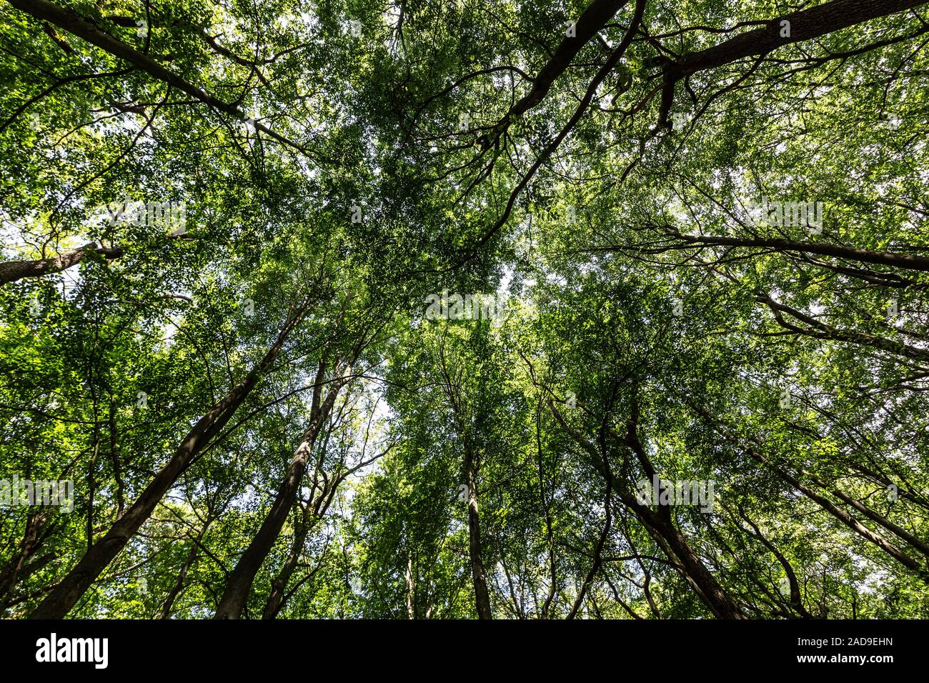 Forest with paths and trees for recreation Stock Photo - Alamy