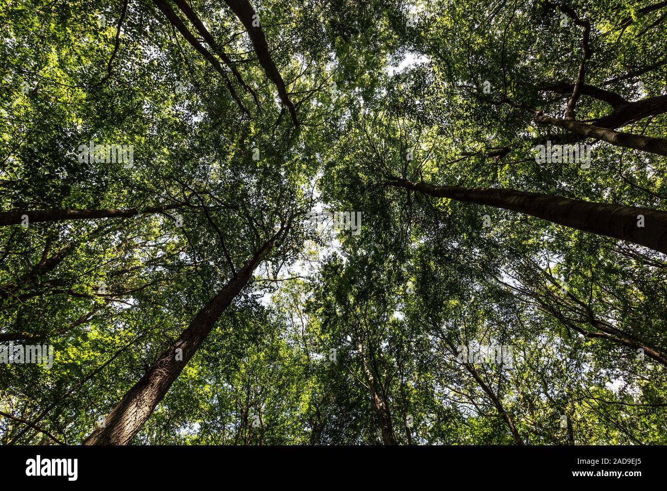 Forest with paths and trees for recreation Stock Photo - Alamy