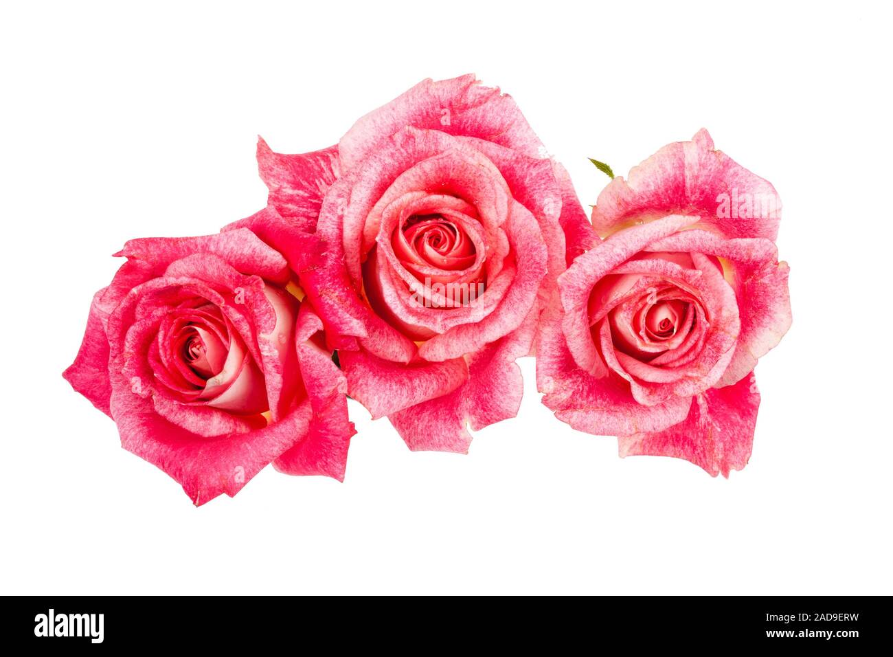 Beautiful three pink roses isolated hi-res stock photography and images ...