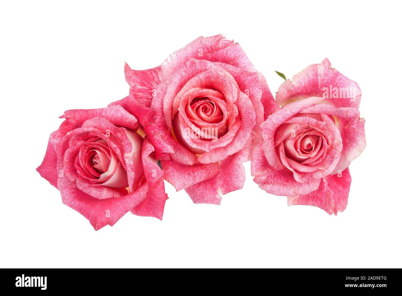 Three Red Roses Stock Photo - Alamy