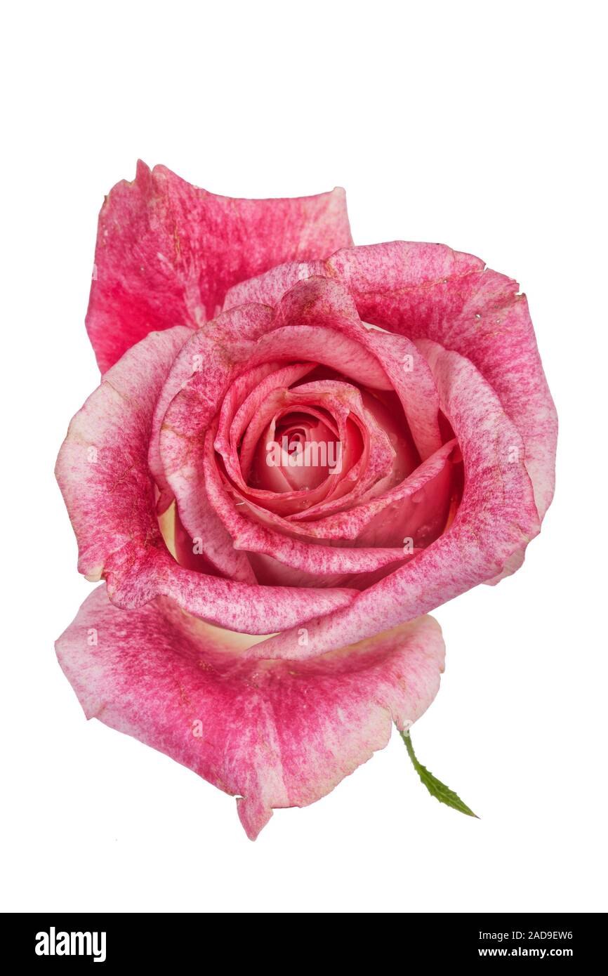 Rose and violet Cut Out Stock Images & Pictures - Alamy
