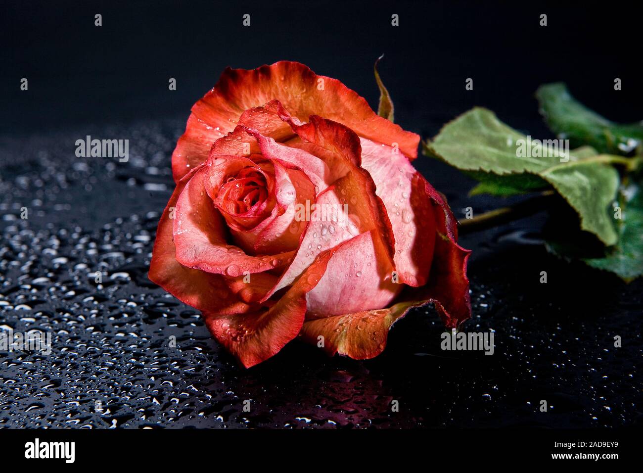 Roses And Drops Stock Photo - Alamy