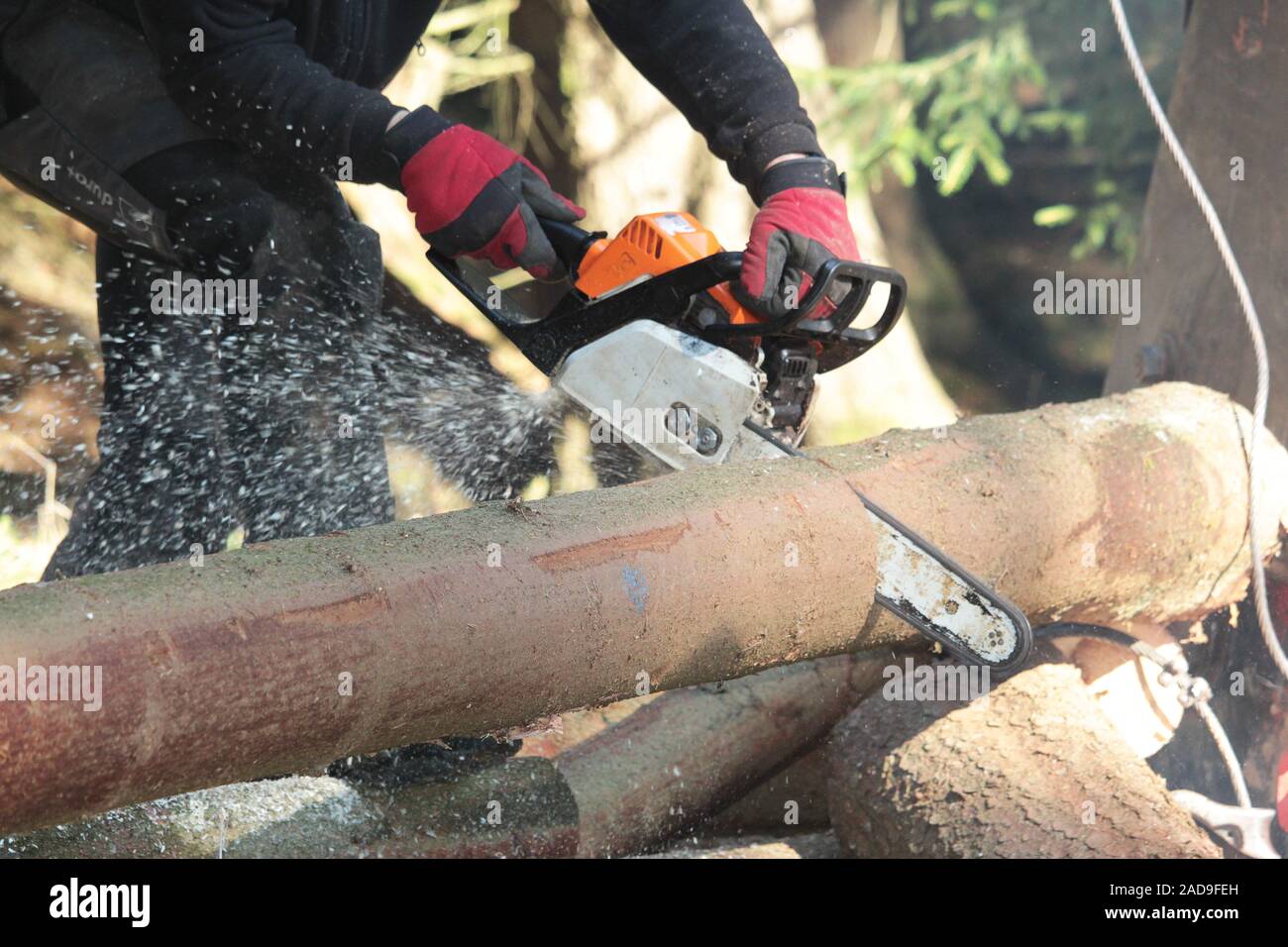 tree felling operations Stock Photo - Alamy