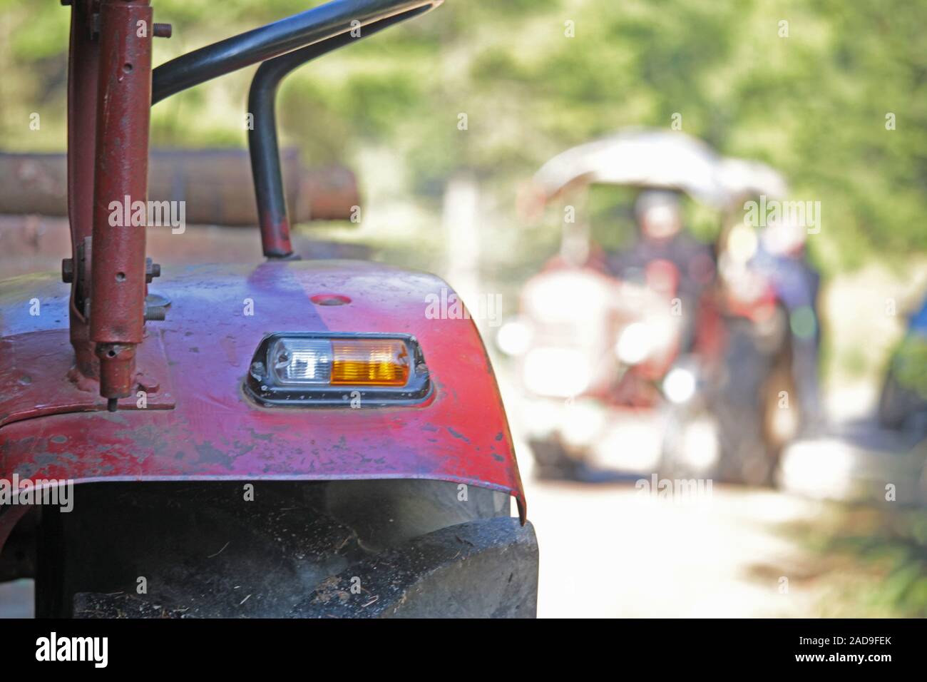 tree felling operations Stock Photo - Alamy