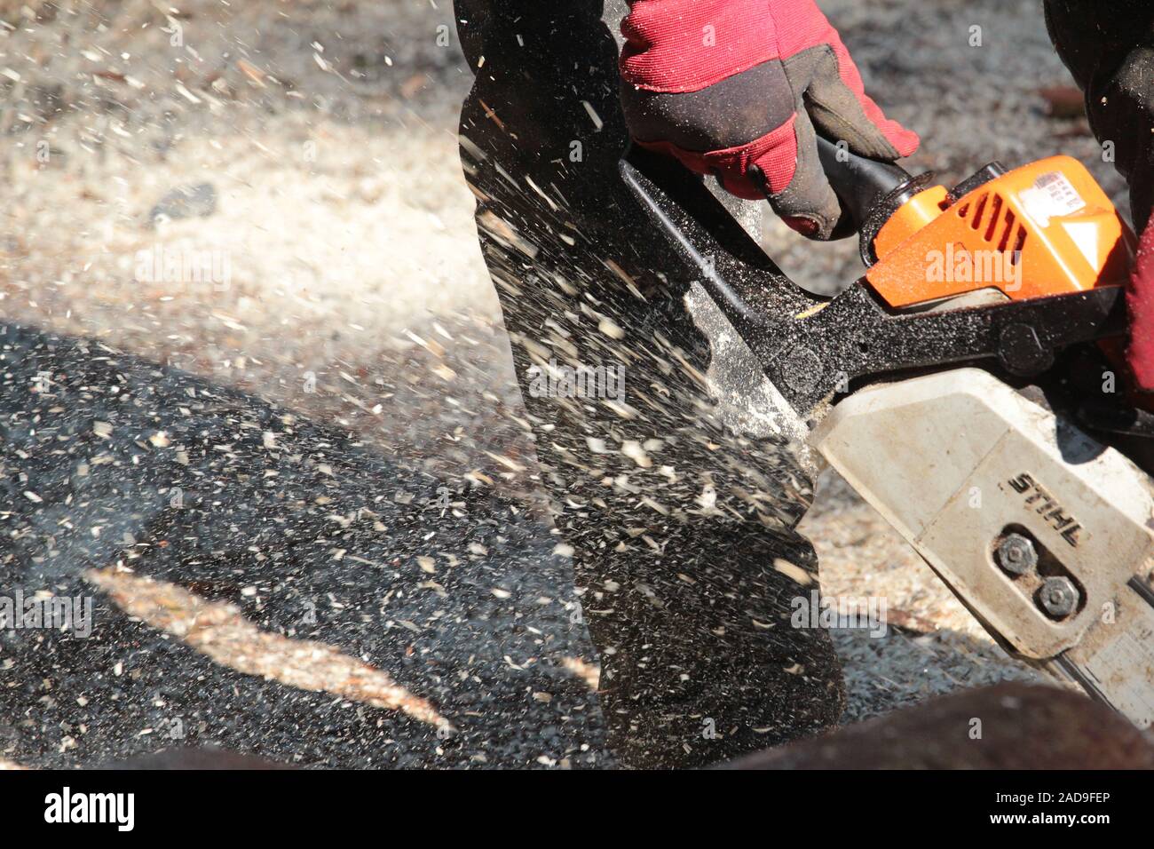 tree felling operations Stock Photo - Alamy