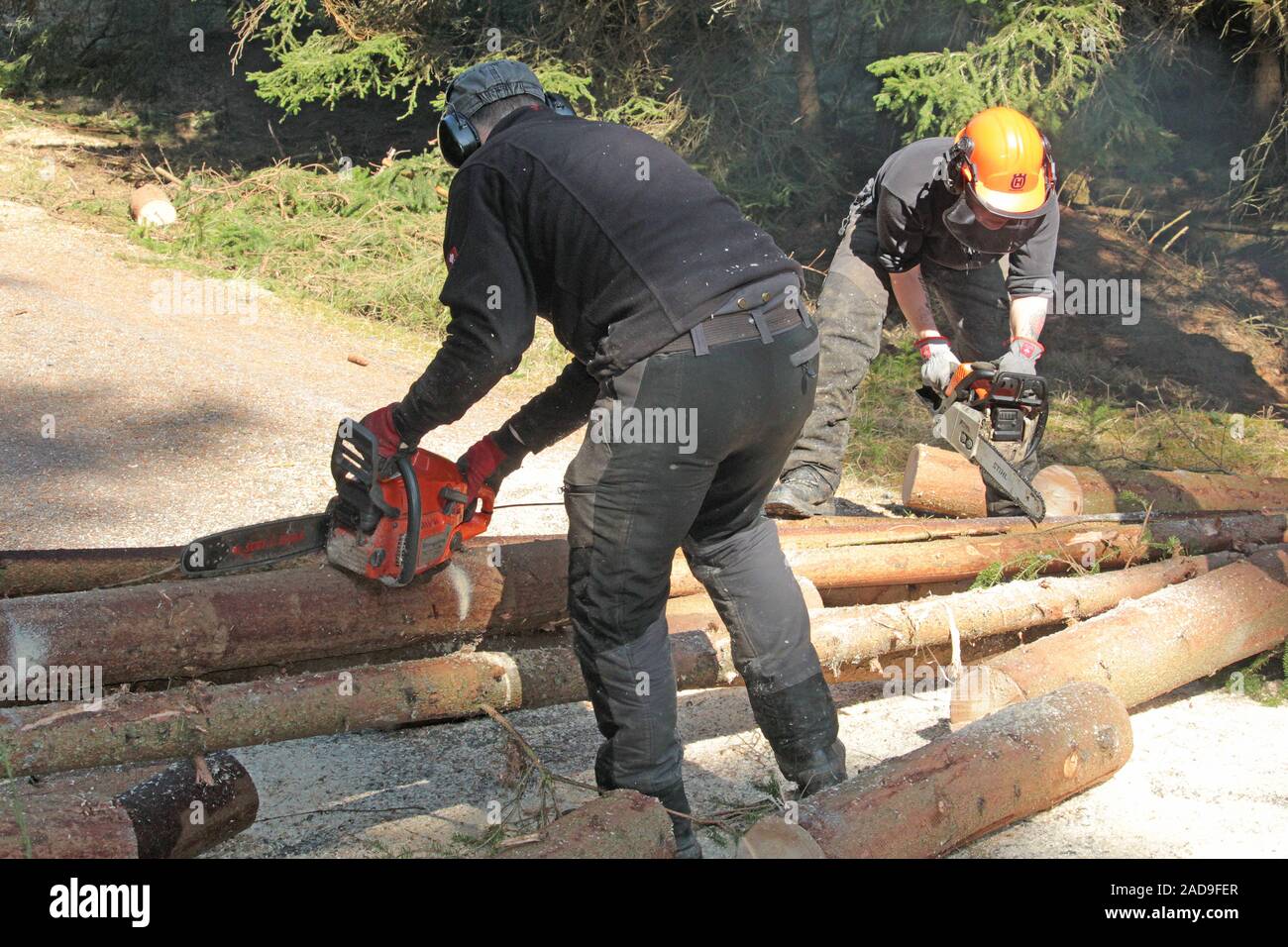 tree felling operations Stock Photo - Alamy