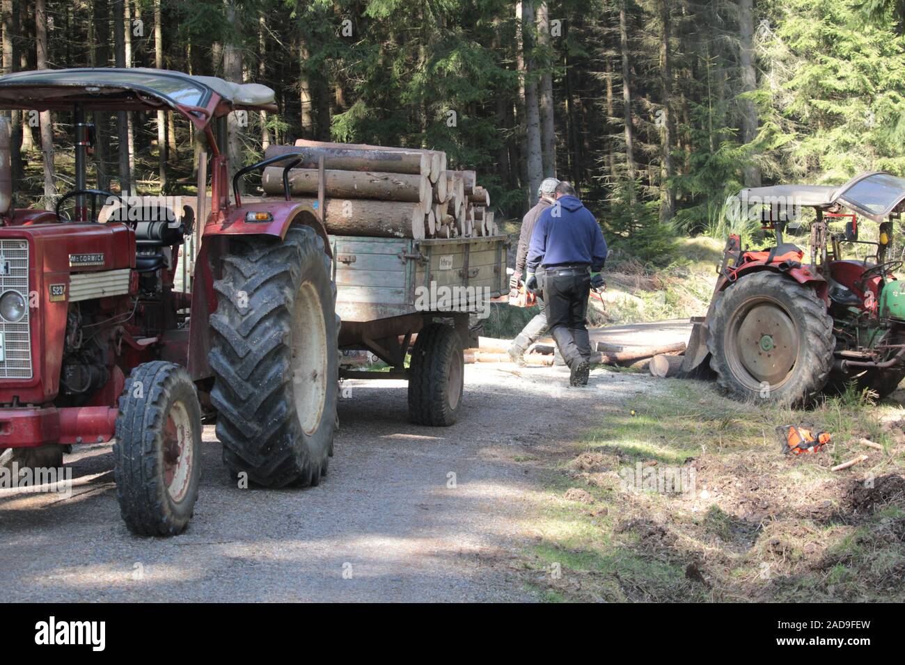 tree felling operations Stock Photo - Alamy
