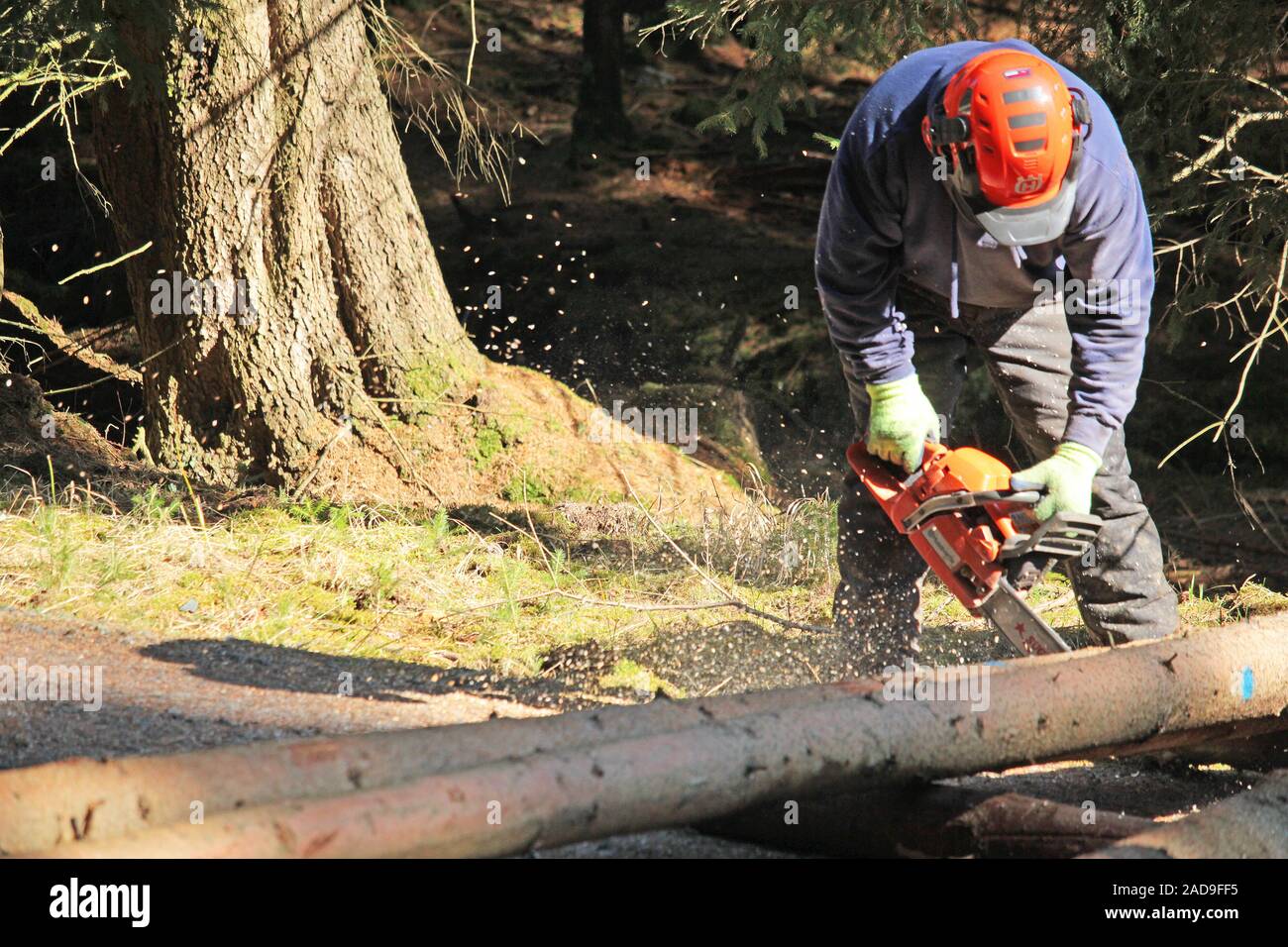 tree felling operations Stock Photo - Alamy