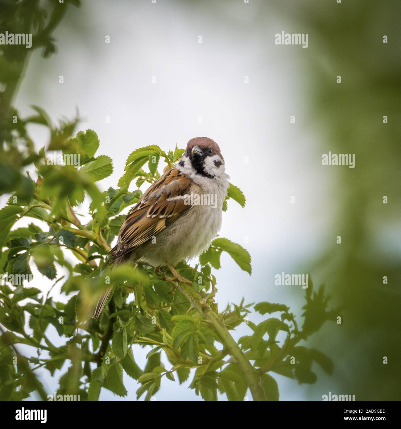 Sparrow in bush hi-res stock photography and images - Alamy