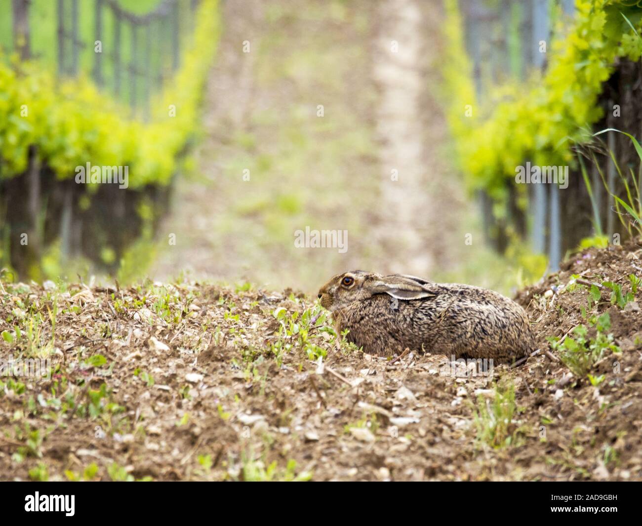 Hunting in the vineyard hi-res stock photography and images - Alamy