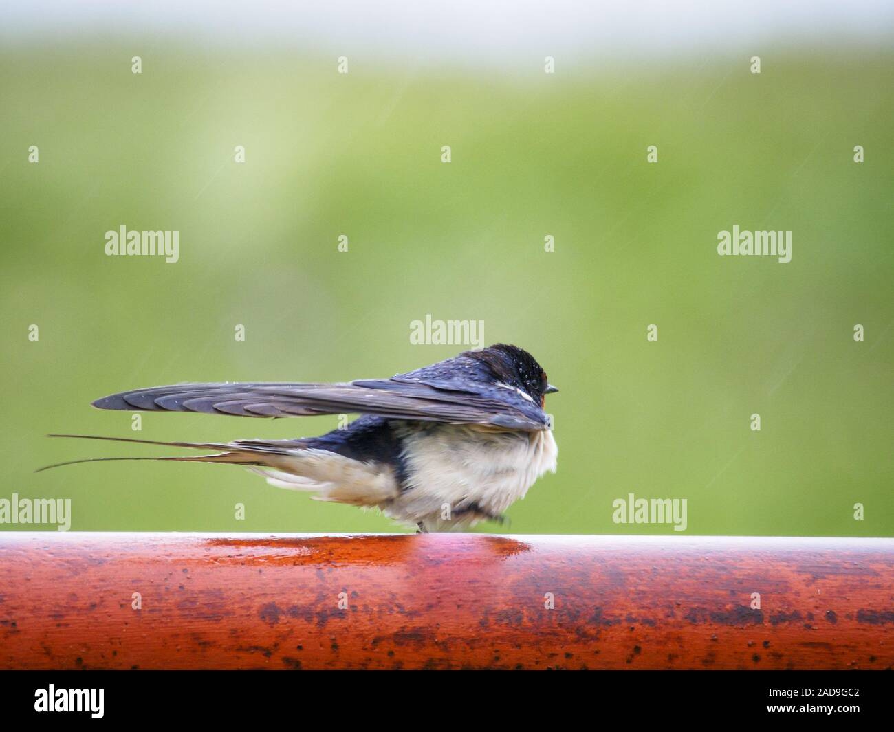 Smoke swallow on a red pole at rainy weather Stock Photo - Alamy