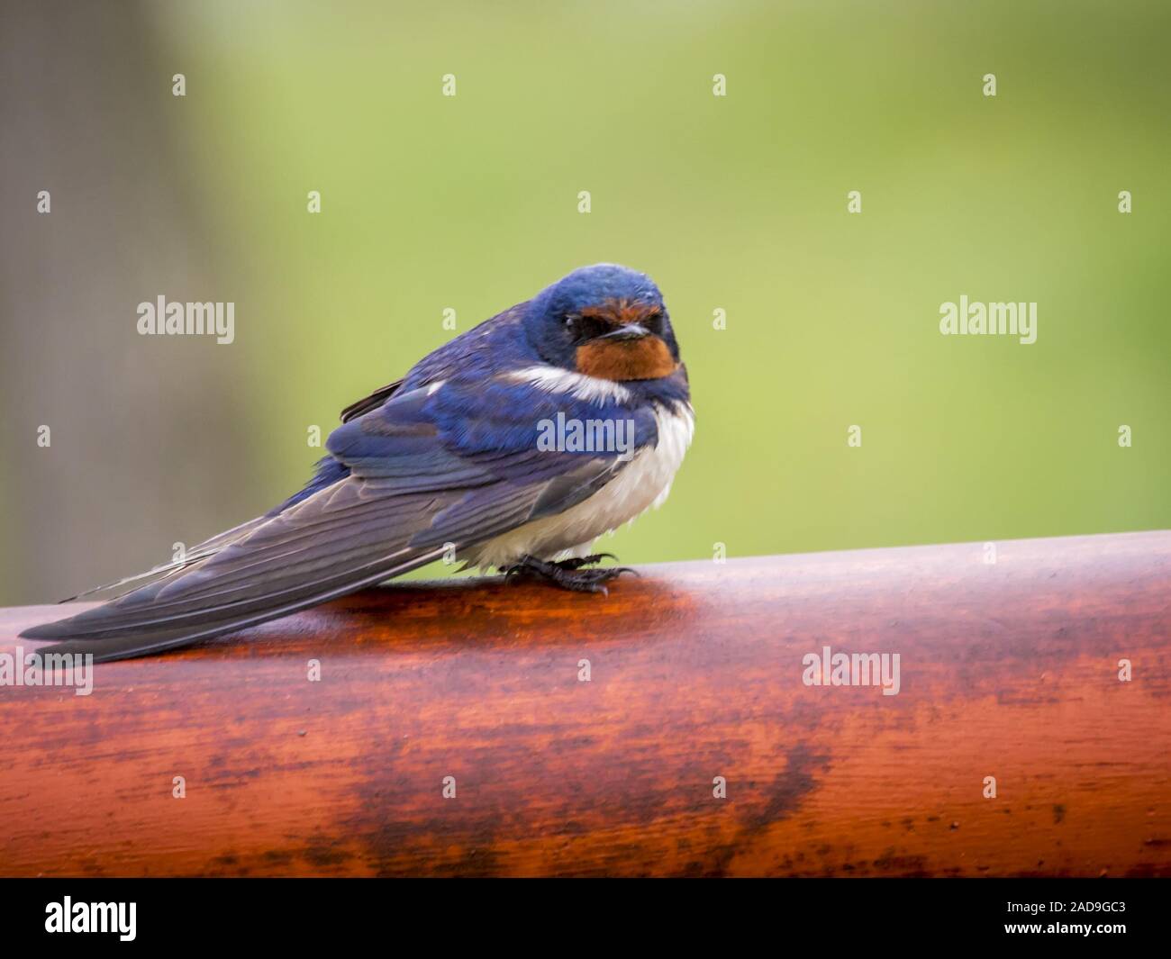Smoke swallow on a red pole at rainy weather Stock Photo - Alamy