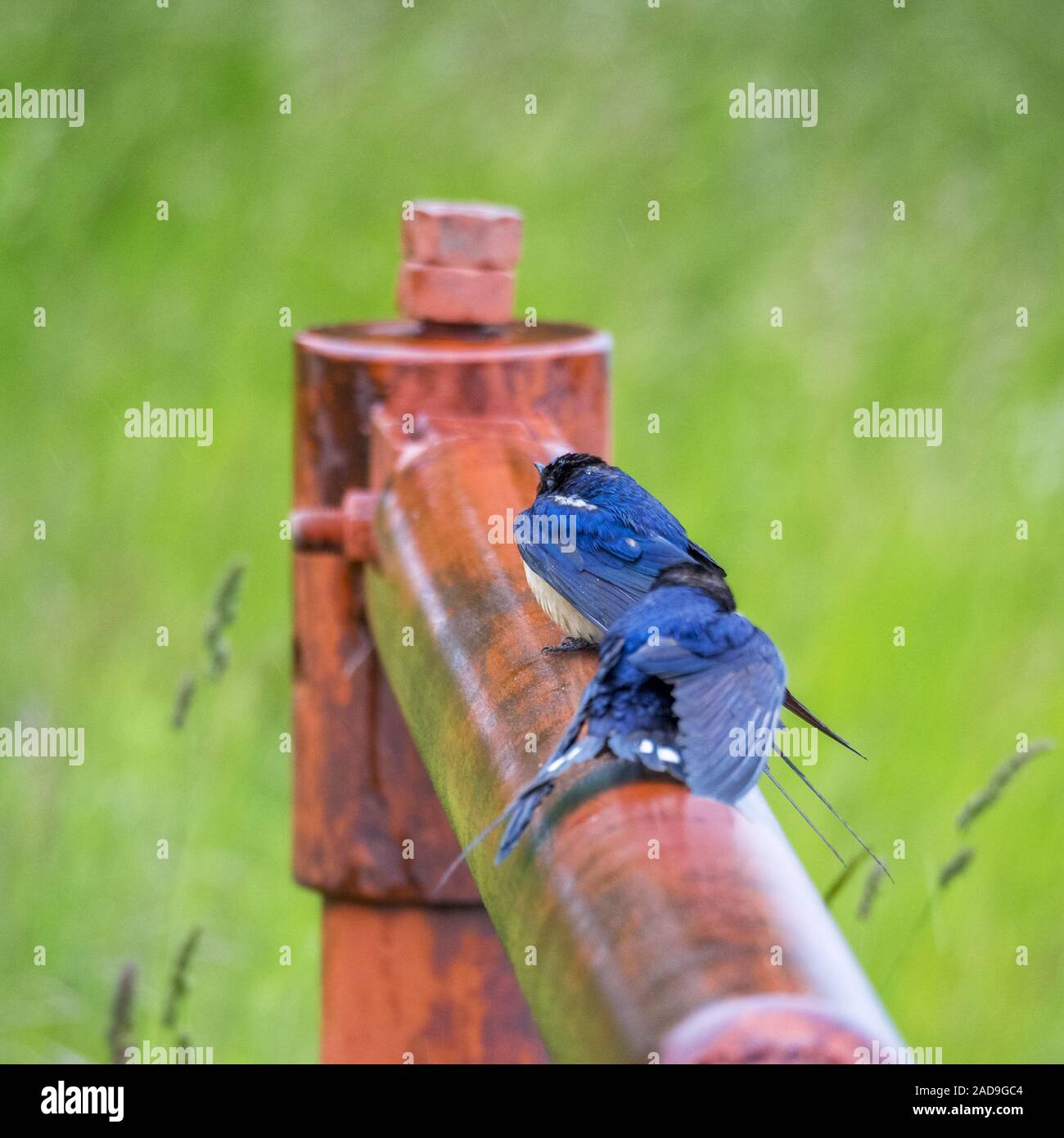 Smoke swallow sitting on a pole during rain Stock Photo - Alamy