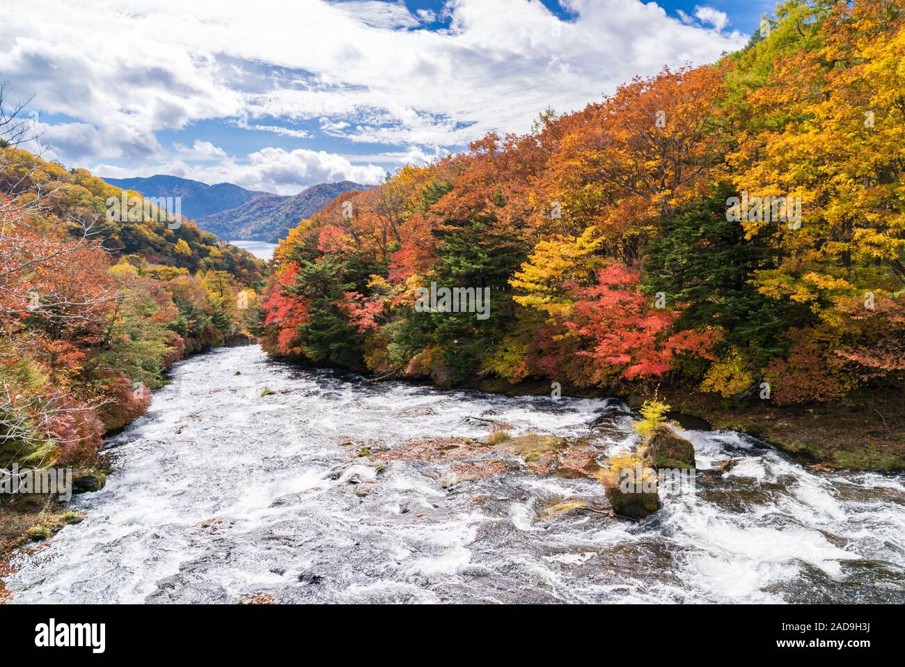 Autumn fall forest Nikko Japan Stock Photo - Alamy