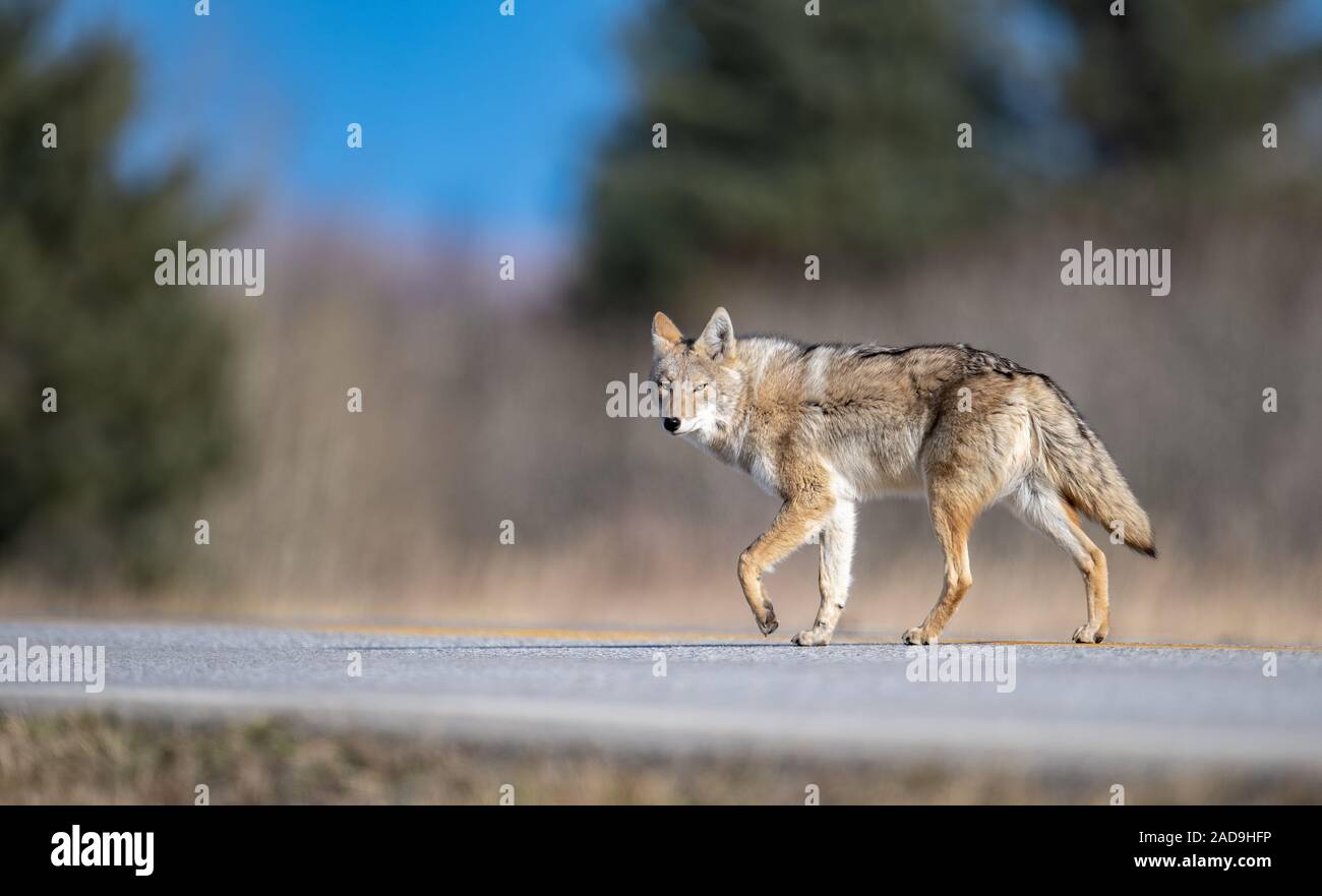 Coyote running in meadow Stock Photo - Alamy
