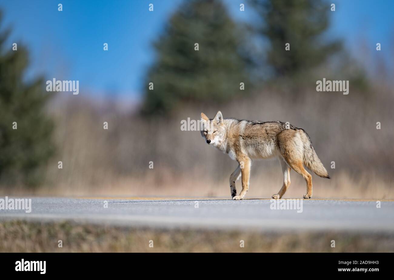 Coyote running in meadow Stock Photo - Alamy