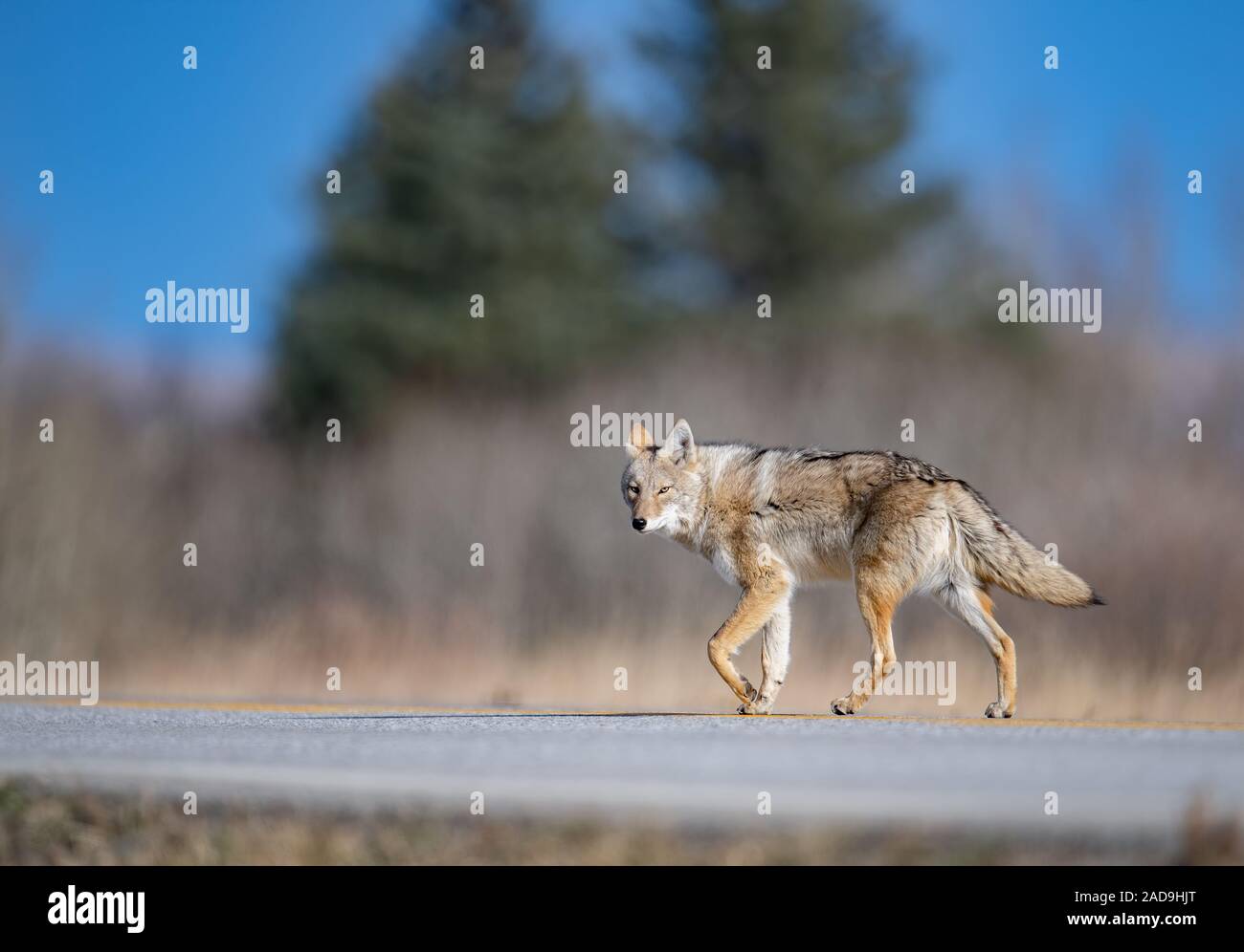 Coyote running in meadow Stock Photo - Alamy