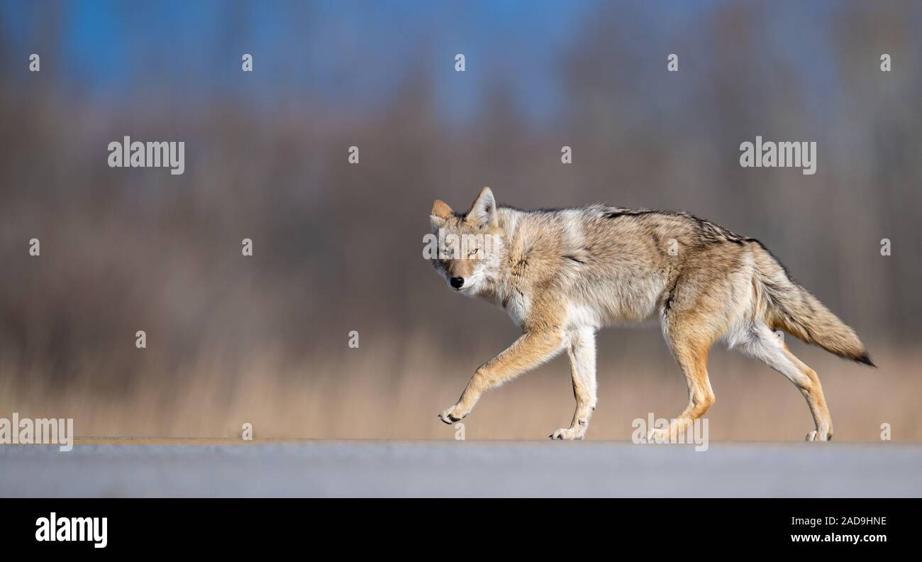 Coyote running in meadow Stock Photo - Alamy