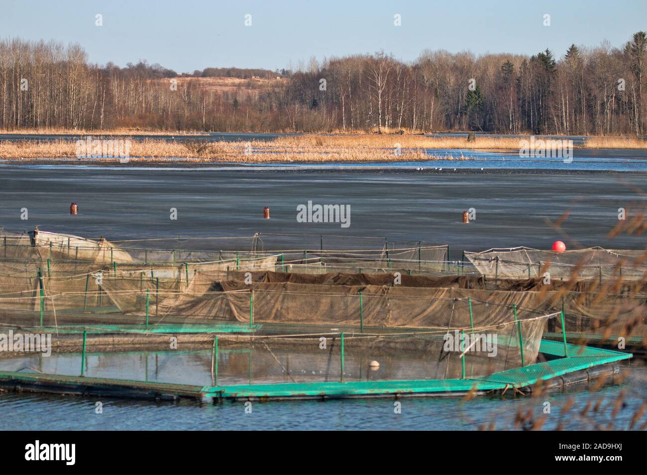 Cages for fish breeding in spring. Fish farming Stock Photo - Alamy