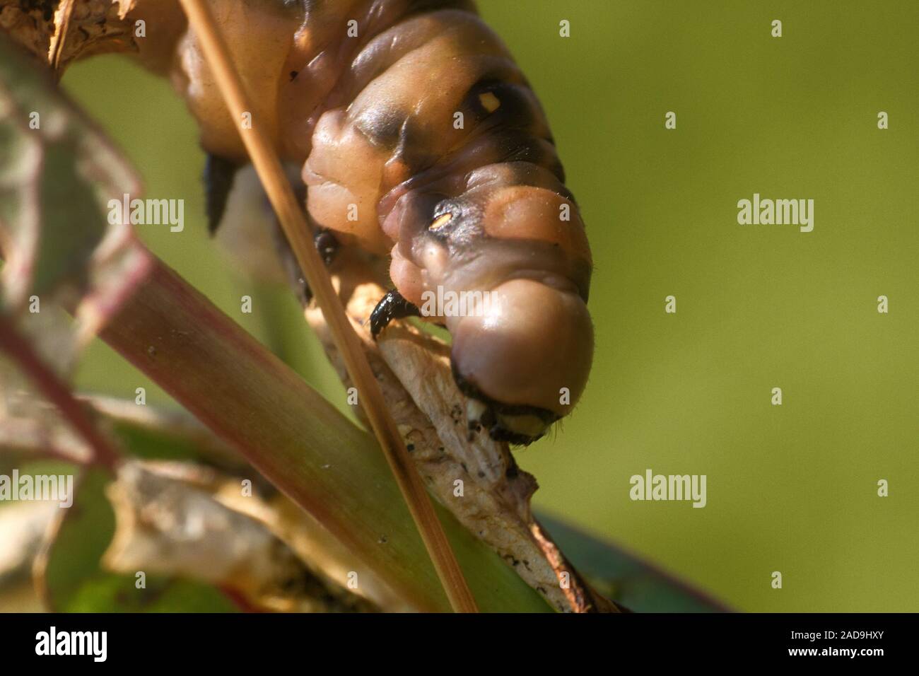 fat caterpillar of a hawk moth close-up body parts Stock Photo - Alamy