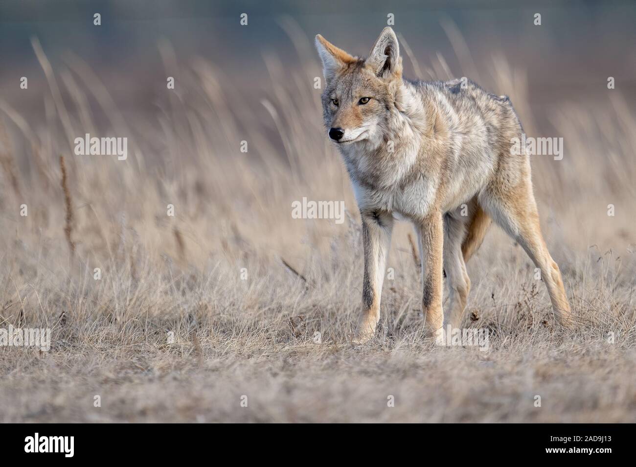 Coyote running in meadow Stock Photo - Alamy