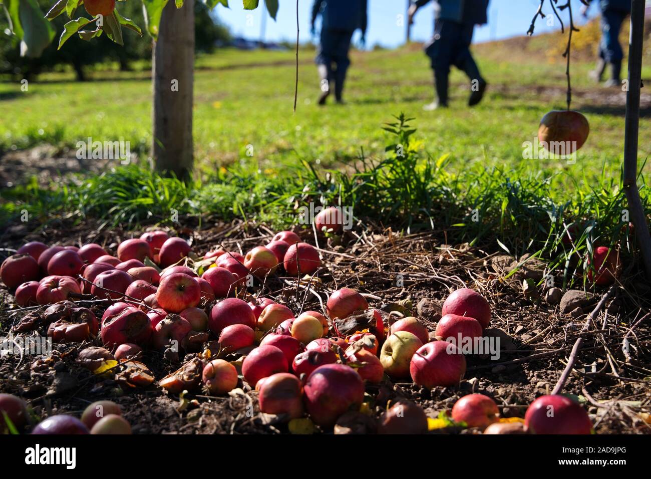 Harvesting workers hi-res stock photography and images - Alamy
