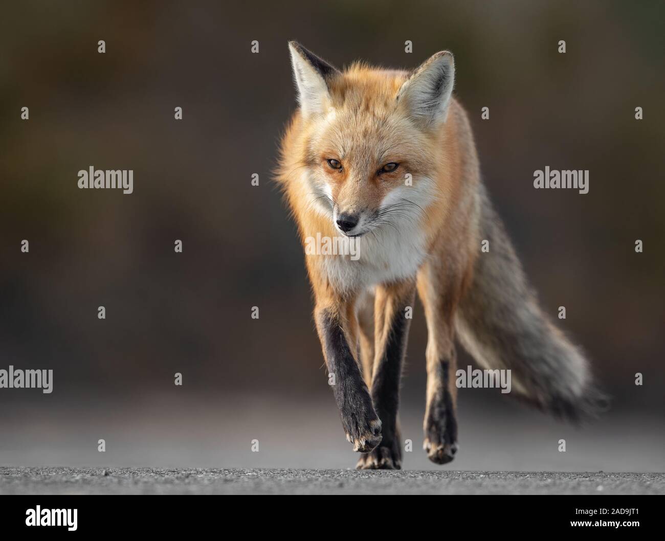 Fox walking down the road Stock Photo - Alamy