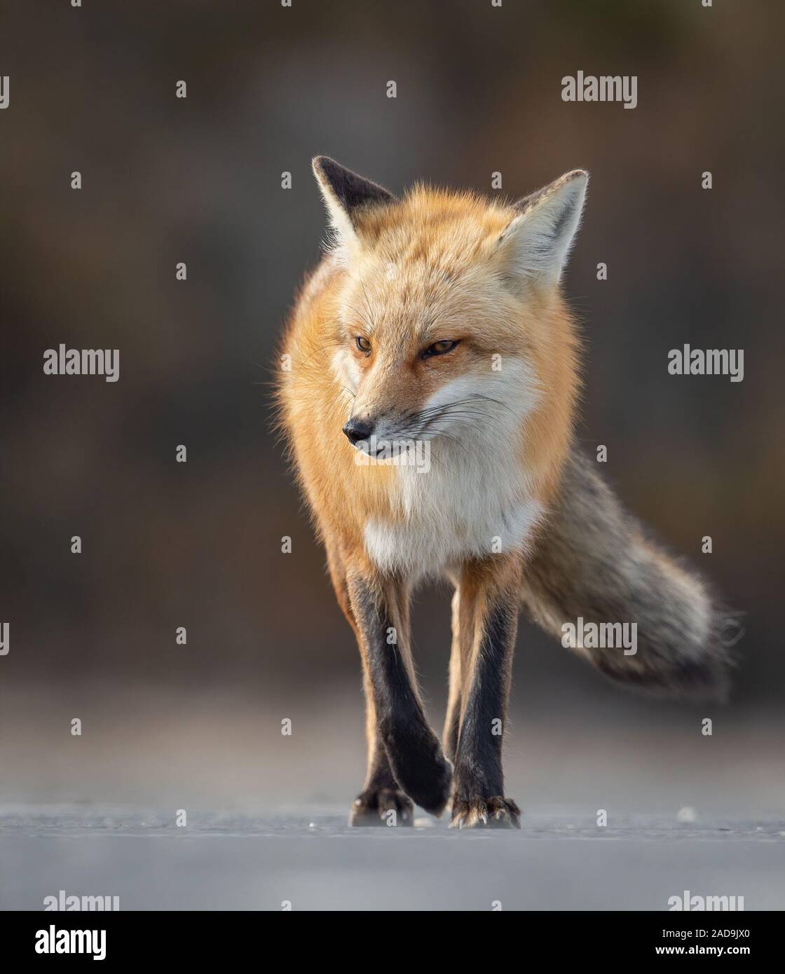 Fox walking down the road Stock Photo - Alamy