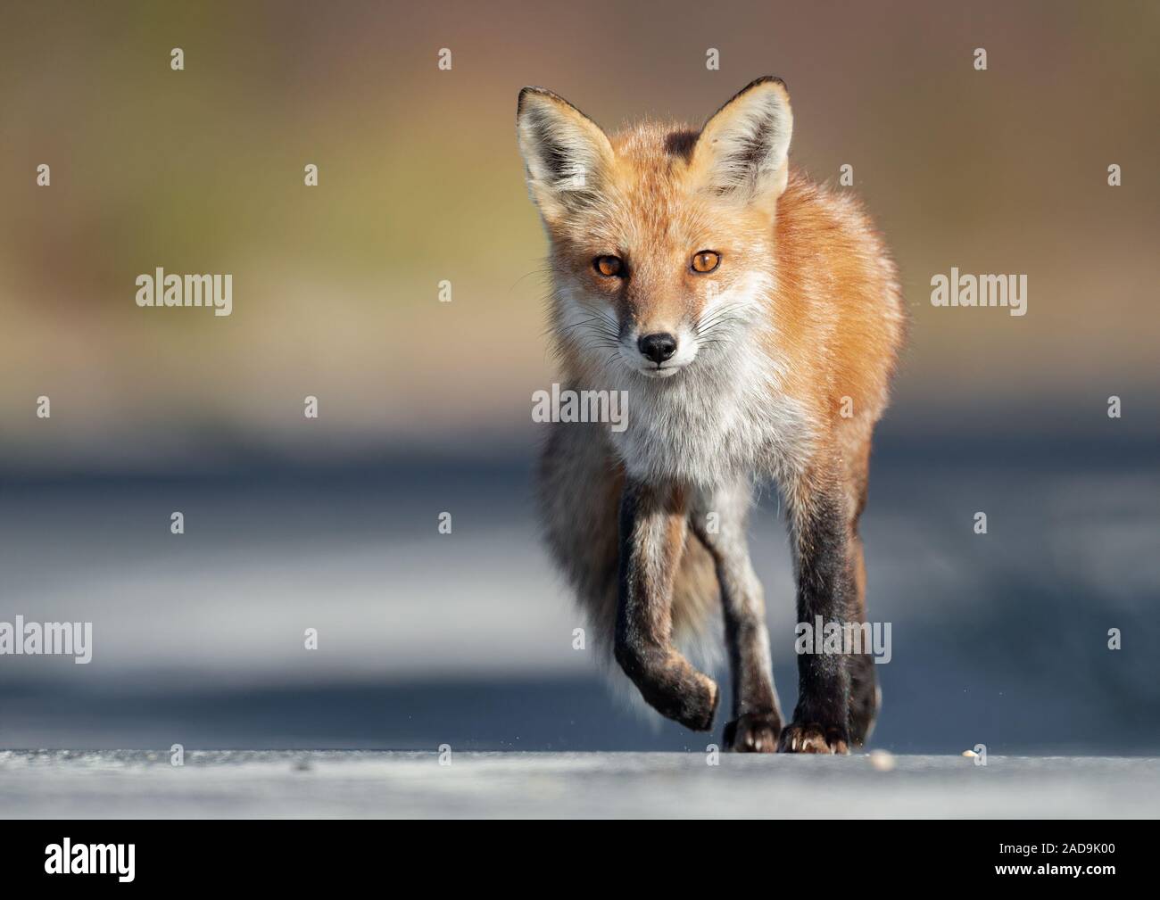 Fox walking down the road Stock Photo - Alamy