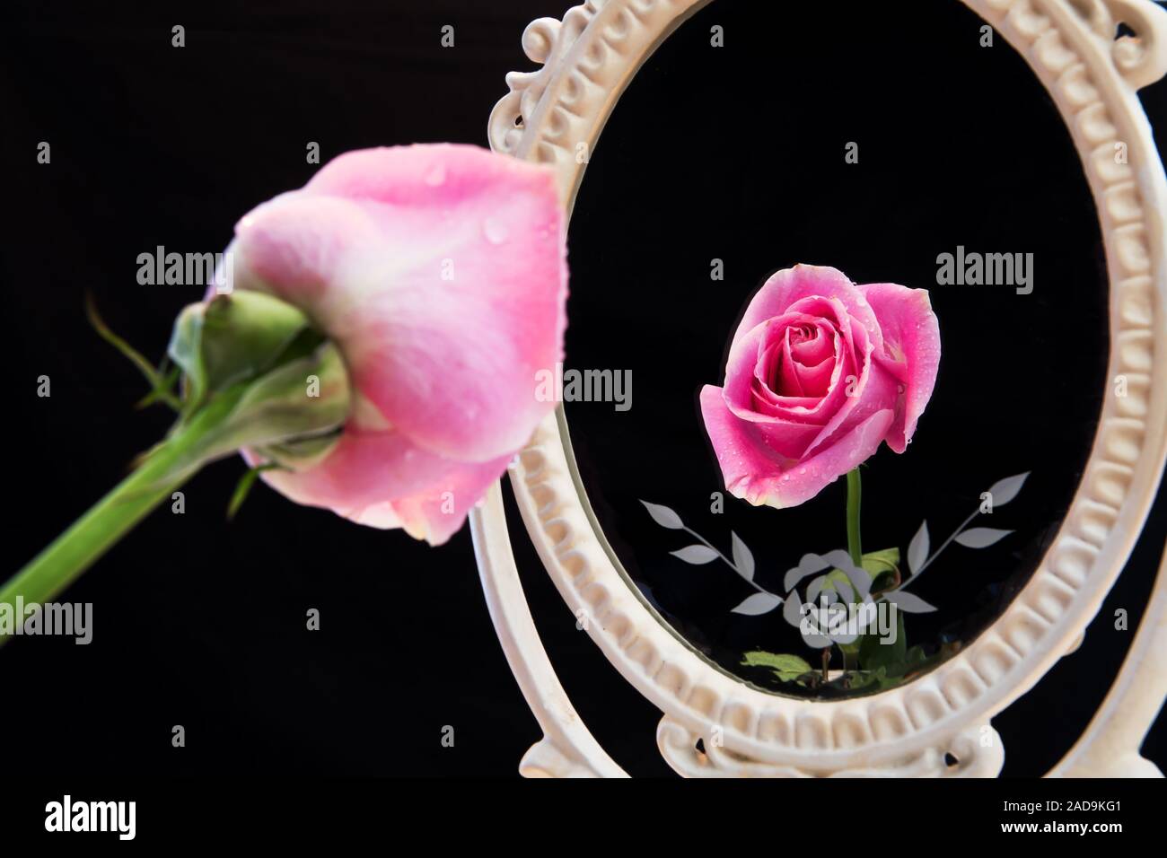 Reflection of rose in vintage mirror on black background. Vain Concept ...