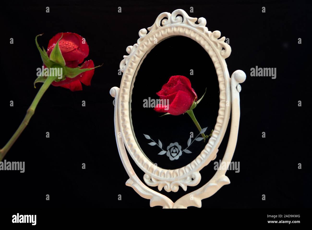 Reflection of rose in vintage mirror on black background. Vain Concept ...