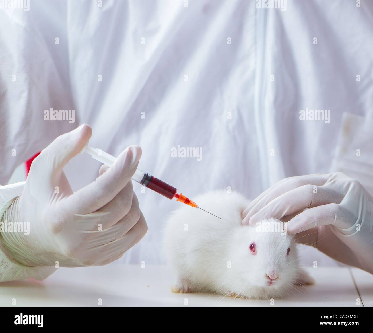 White rabbit in scientific lab experiment Stock Photo - Alamy