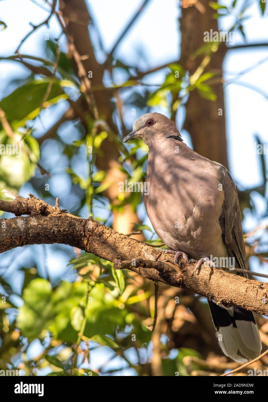 Skulking birds hi-res stock photography and images - Alamy