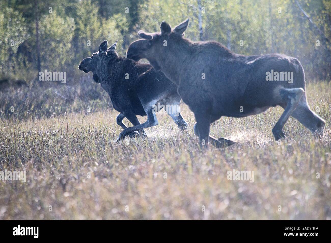Moose swamp hi-res stock photography and images - Alamy