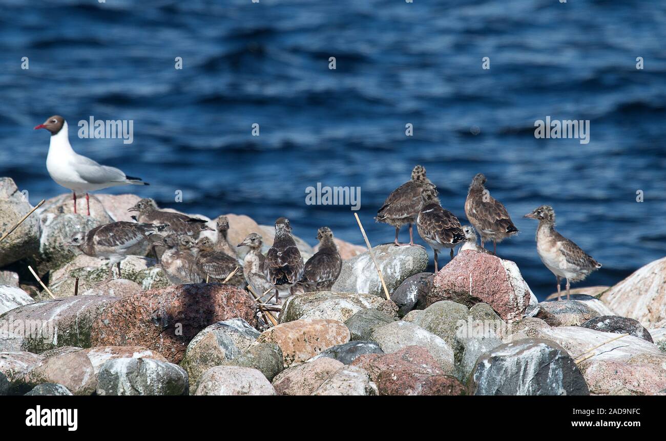 Many young common gulls and one adult Stock Photo - Alamy