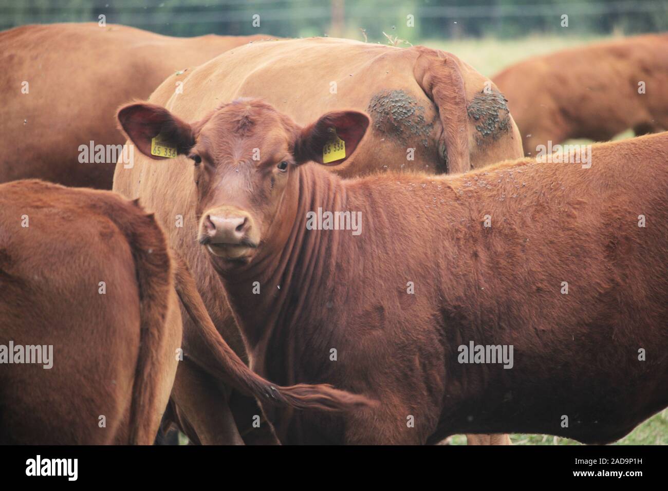 Deutsch angus rind hi-res stock photography and images - Alamy