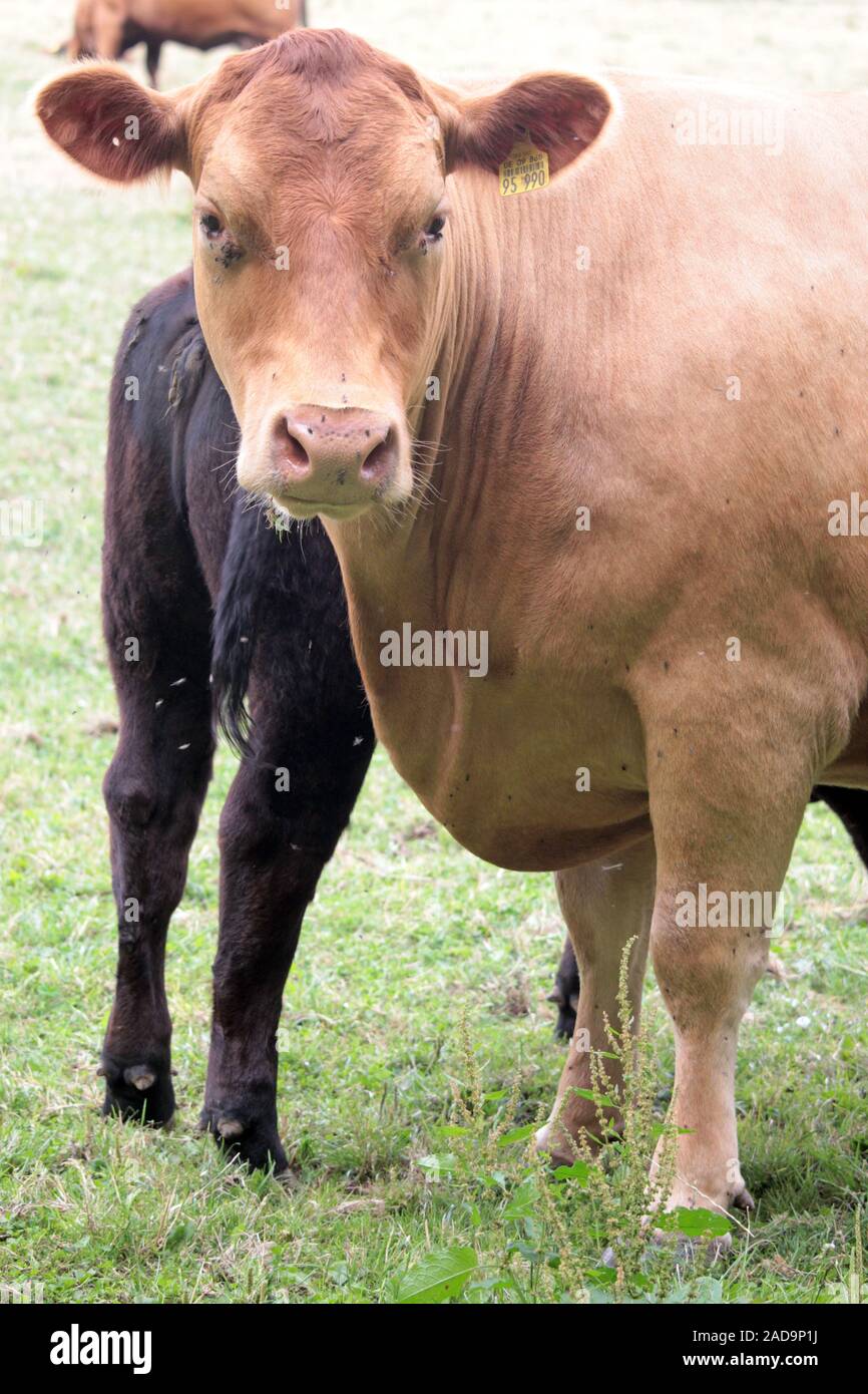 Bonsmara cattle hi-res stock photography and images - Alamy