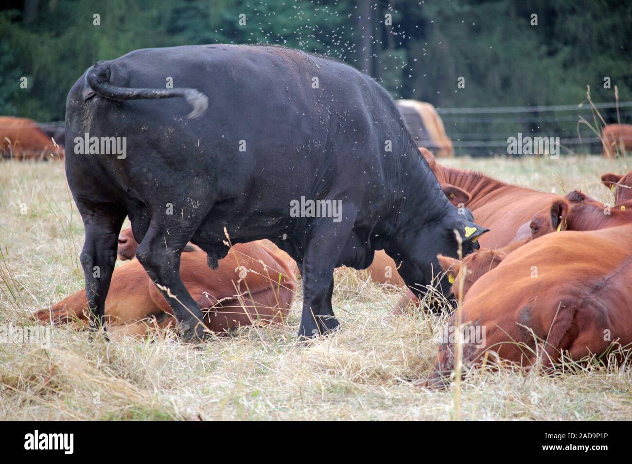Bonsmara cattle hi-res stock photography and images - Alamy