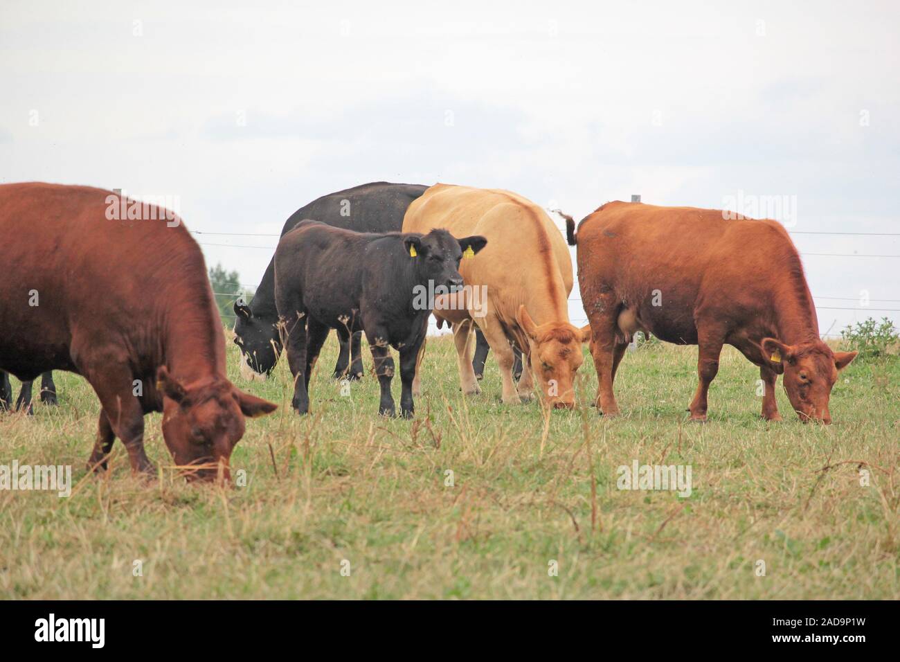 Rural angus hi-res stock photography and images - Alamy