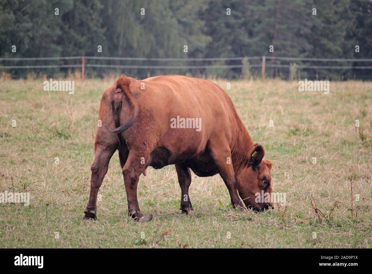Angus cattle hi-res stock photography and images - Alamy