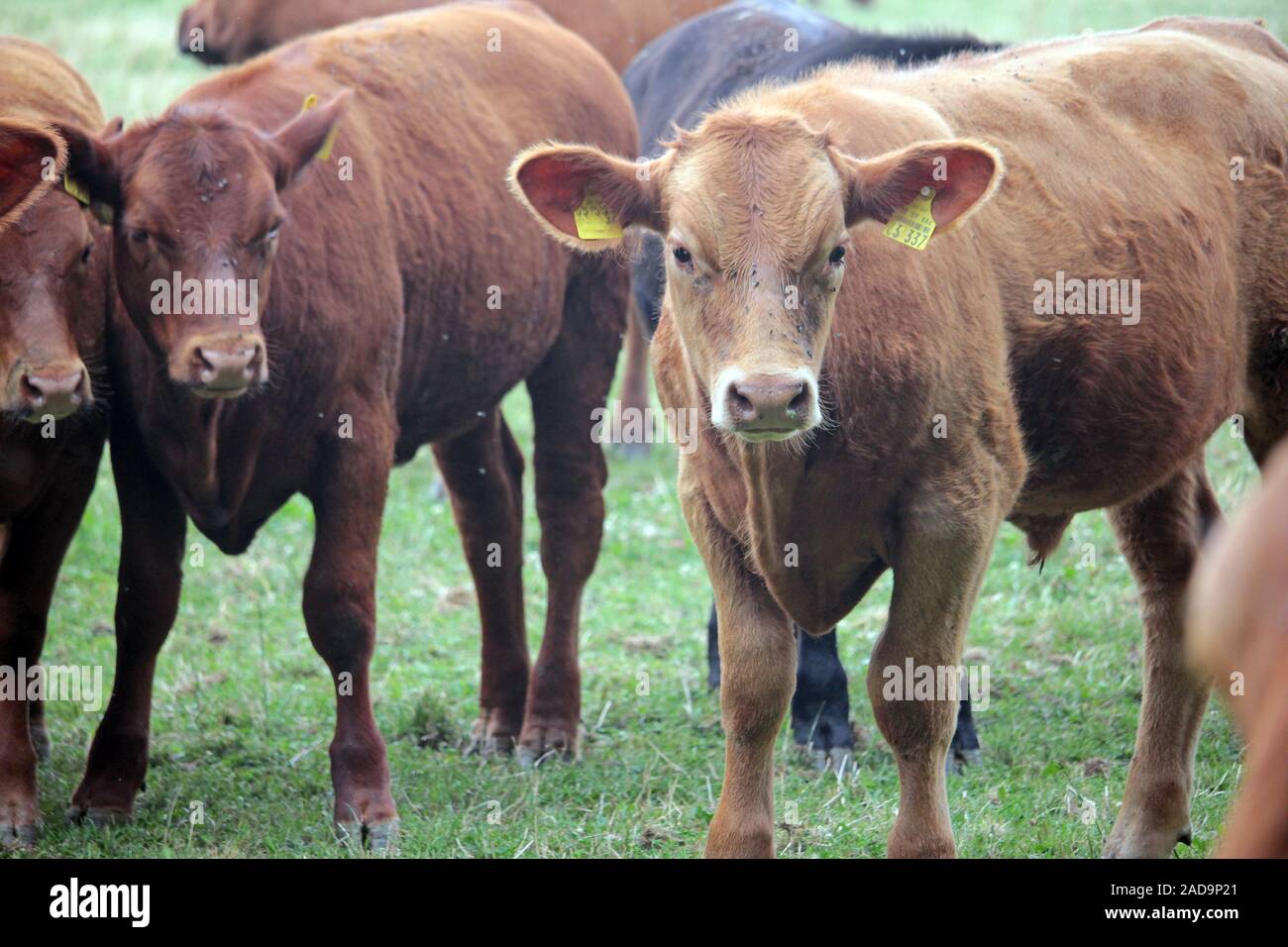 Red angus cattle hi-res stock photography and images - Alamy